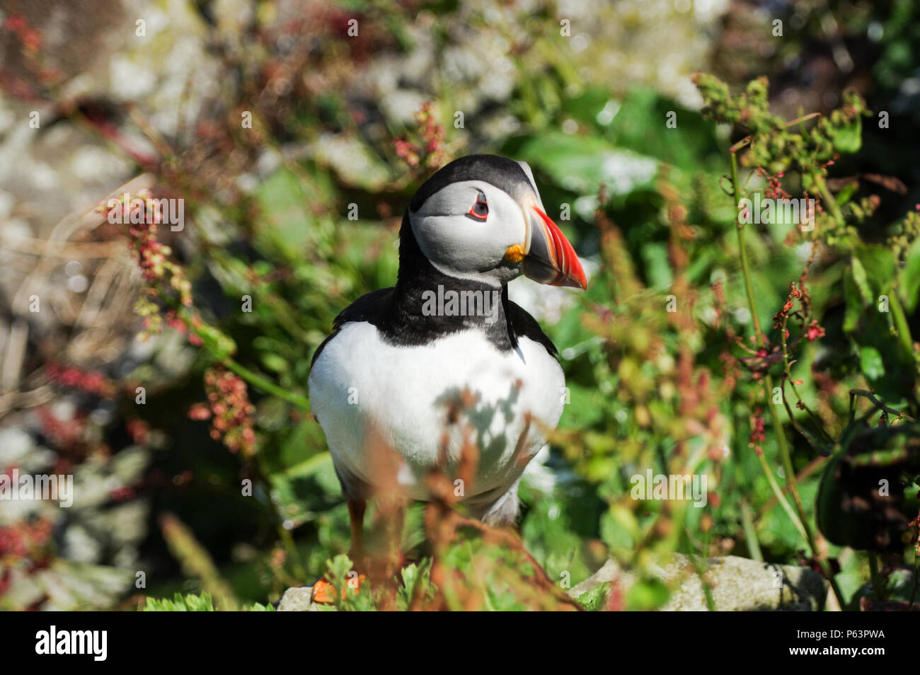 Lunga scotland hi-res stock photography and images - Alamy