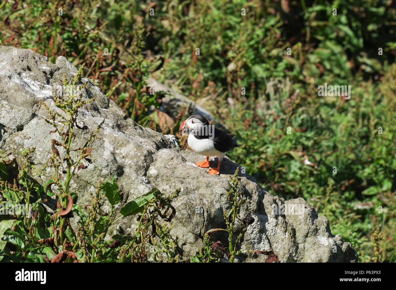 Lunga scotland hi-res stock photography and images - Alamy