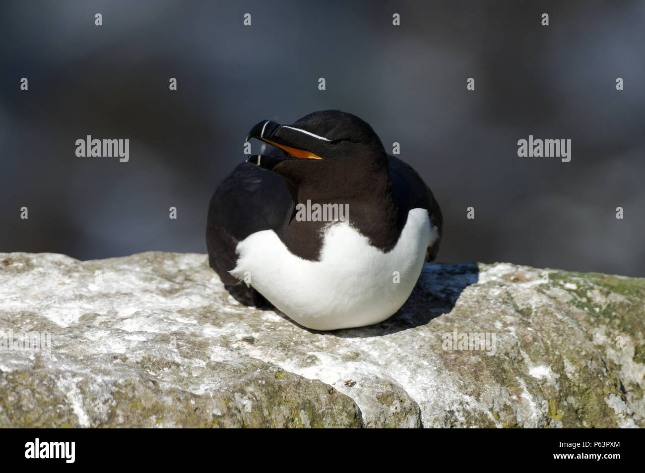 Razorbill (Alca torda) nesting on Lunga - Treshnish Isles (Inner ...