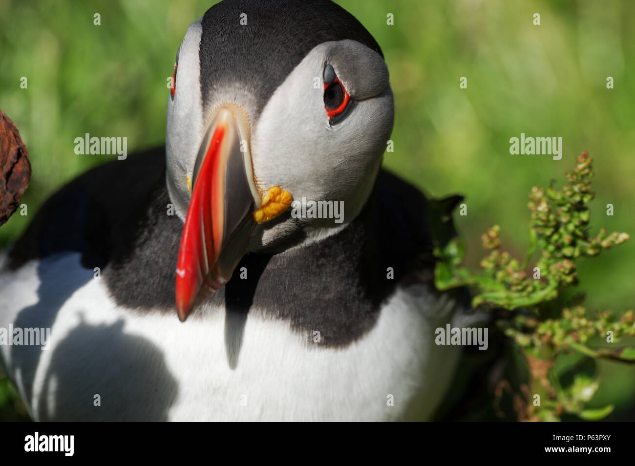 Atlantic Puffin nesting on Lunga - Treshnish Isles (Inner Hebrides ...