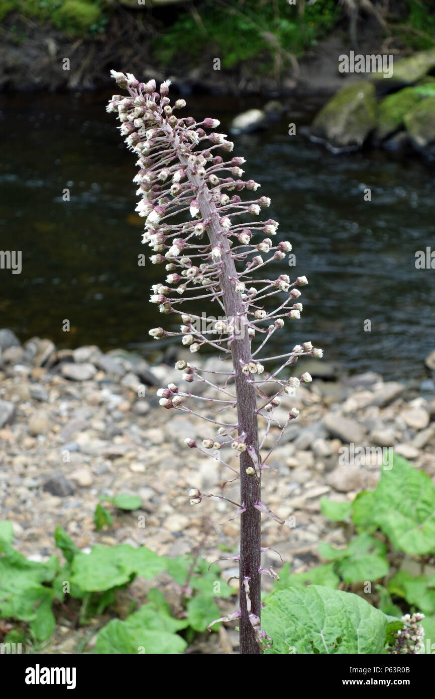 Single Common Butterbur Plant (Petasites Hybridus) on the Banks of ...