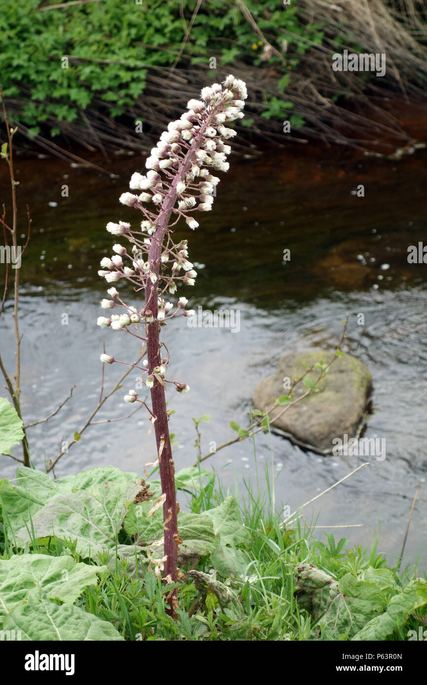 Single Common Butterbur Plant (Petasites Hybridus) on the Banks of ...