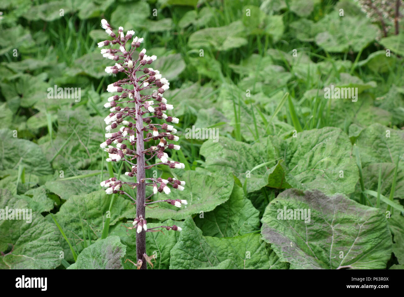 Petasites Hybridus High Resolution Stock Photography and Images - Alamy