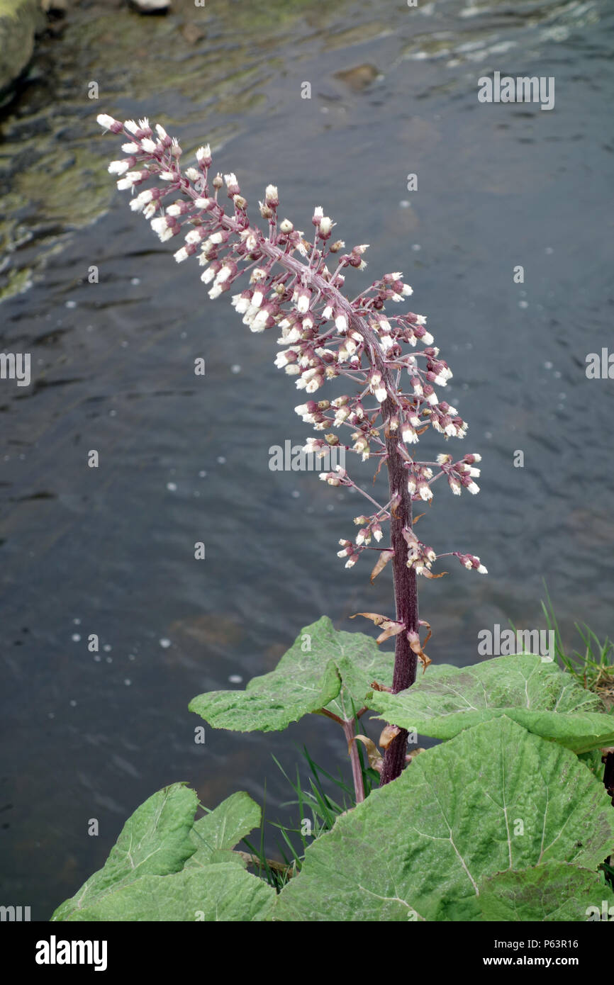 Single Common Butterbur Plant (Petasites Hybridus) on the Banks of ...