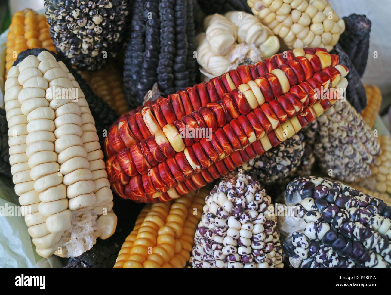 Multi color corn hi-res stock photography and images - Alamy