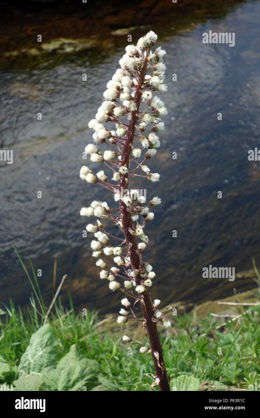 Single Common Butterbur Plant (Petasites Hybridus) on the Banks of ...