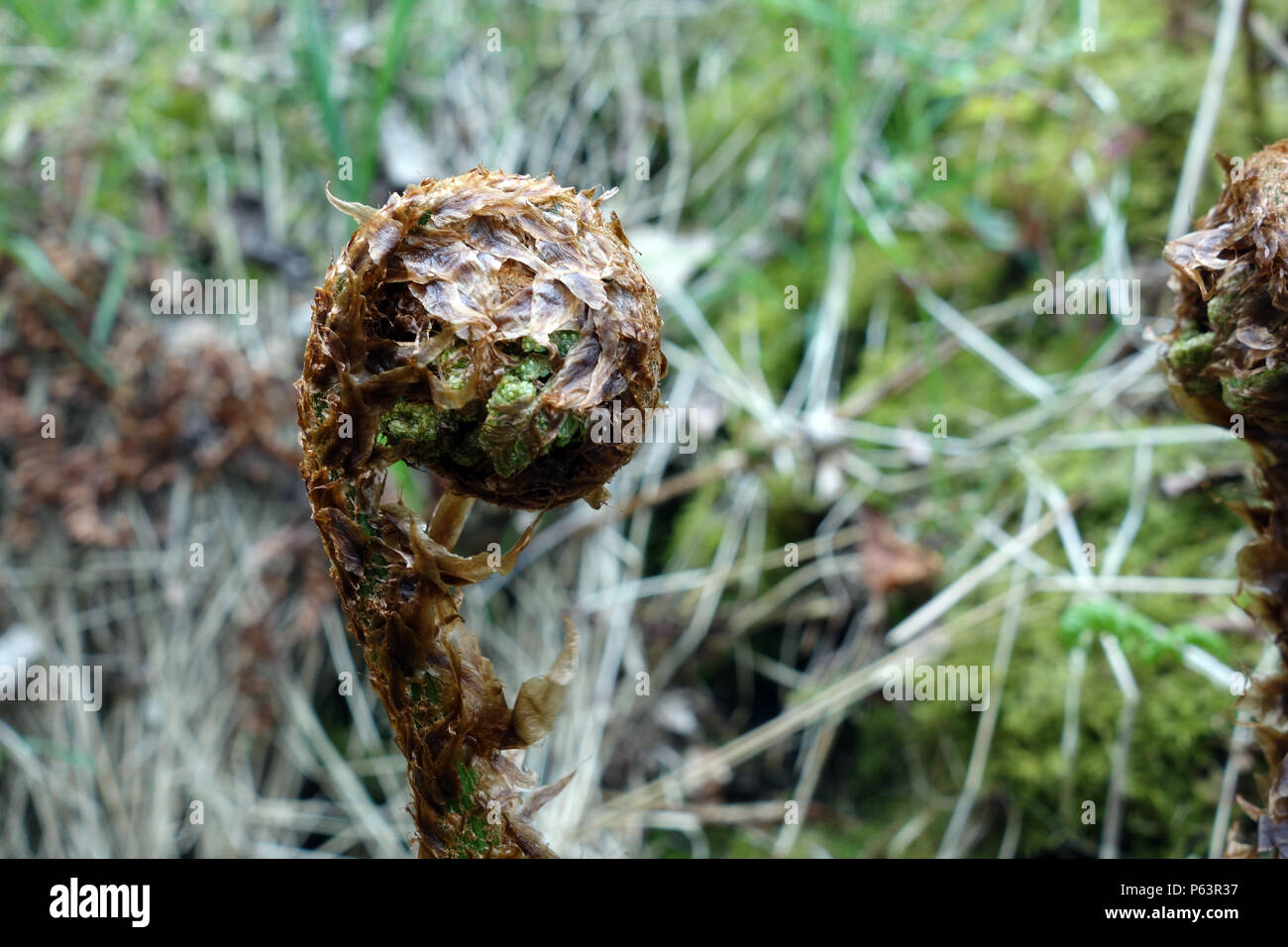 Curling Fern Growing on the Banks of Colne Water, Laneshaw Bridge ...