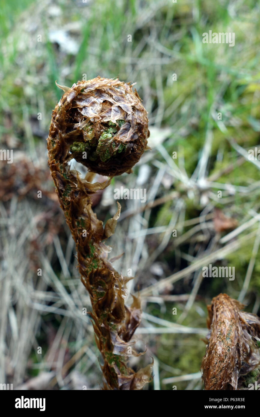 Curling Fern Growing on the Banks of Colne Water, Laneshaw Bridge ...