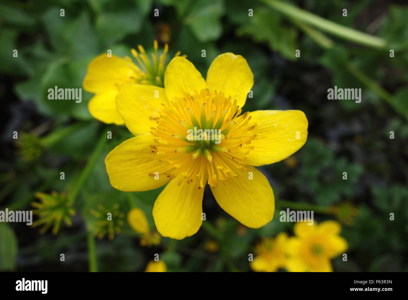 Close up of Wild Yellow Marsh Marigold 'Caltha palustris' Flower on the ...