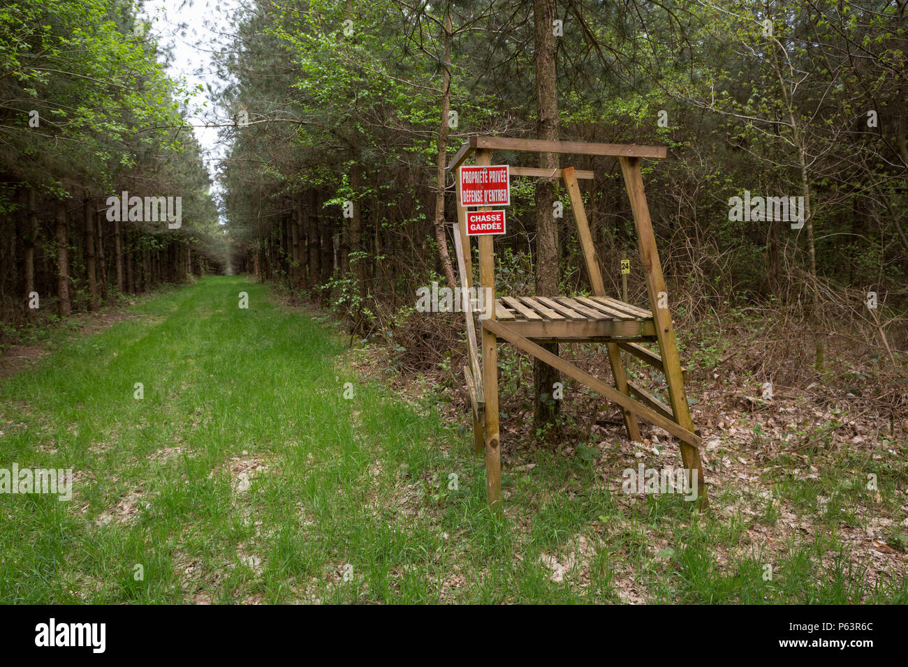 Wooden hunting high seat on the edge of a forest in Normandy, France ...