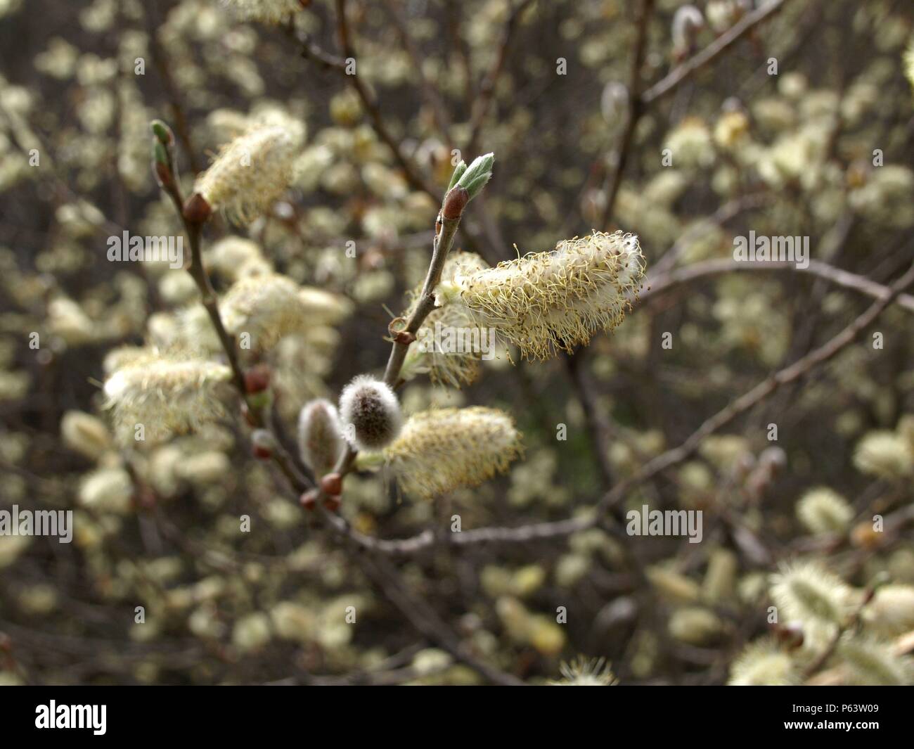 Planta silvestres hi-res stock photography and images - Alamy