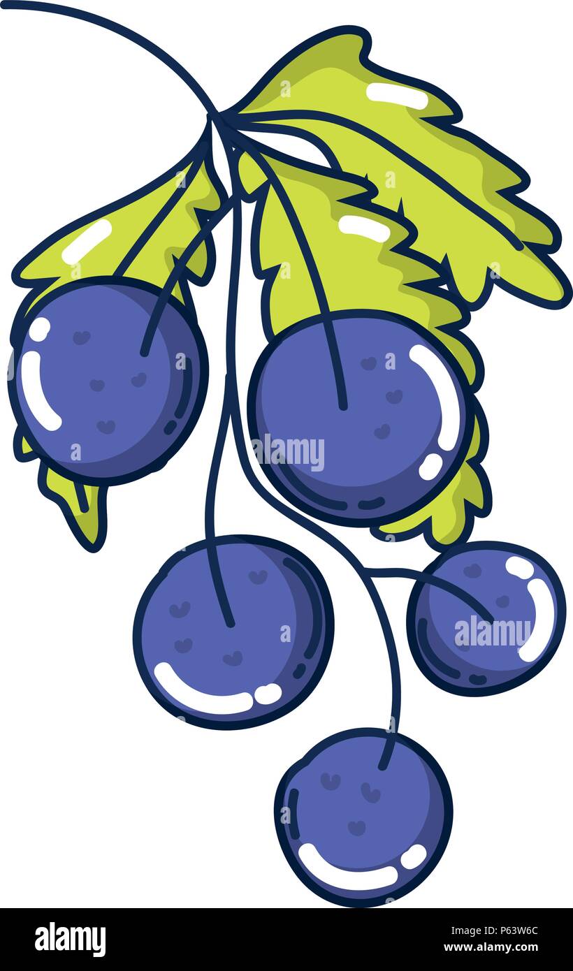 delicious grapes organic fruit with leaves vector illustration Stock Vector Image & Art - Alamy