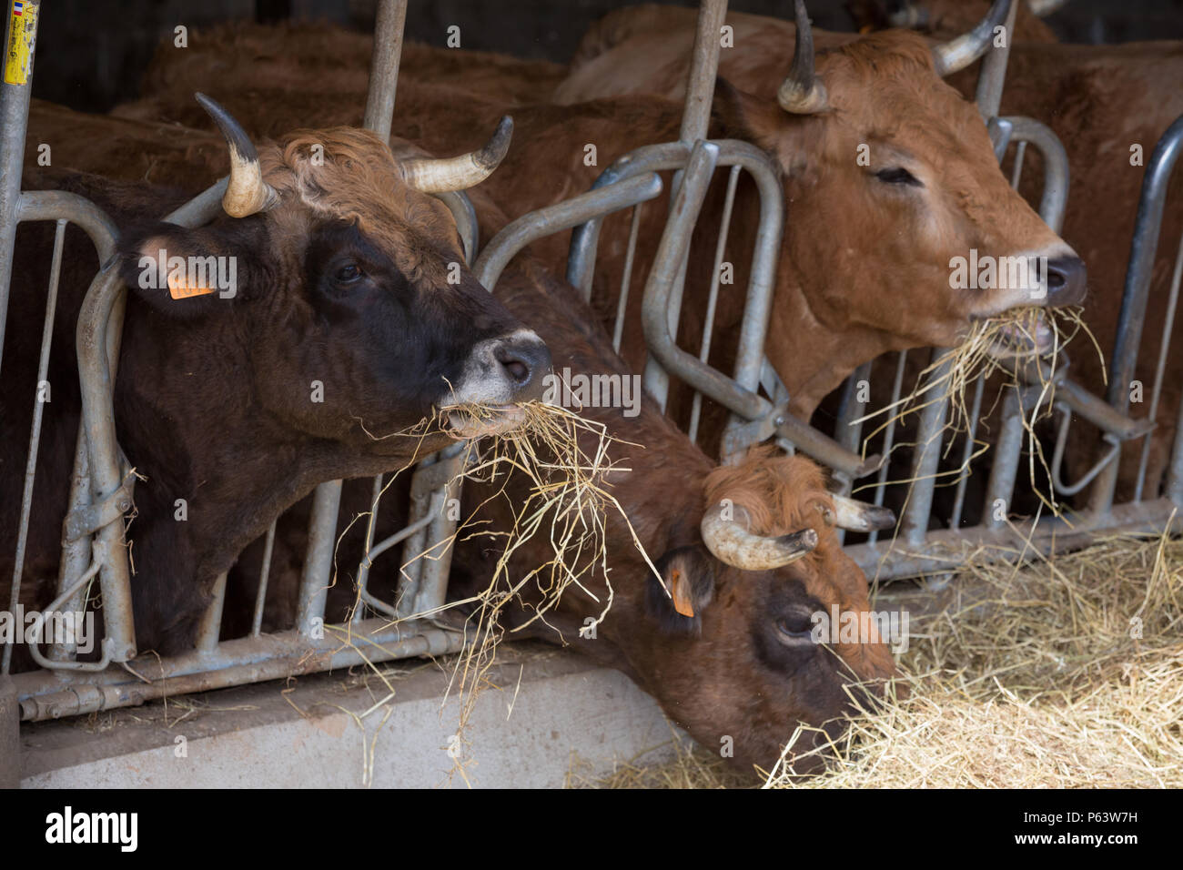 Feed bunk hi-res stock photography and images - Alamy
