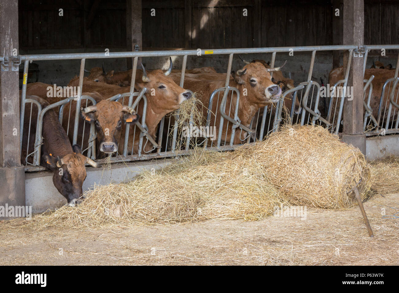 Cattle at feed bunk hi-res stock photography and images - Alamy