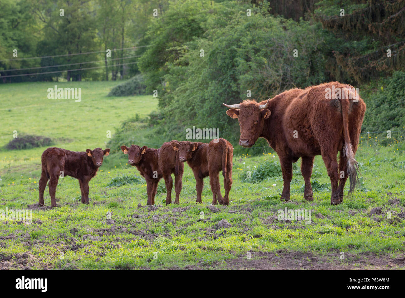 Salers cattle, cow with three young calves Stock Photo - Alamy