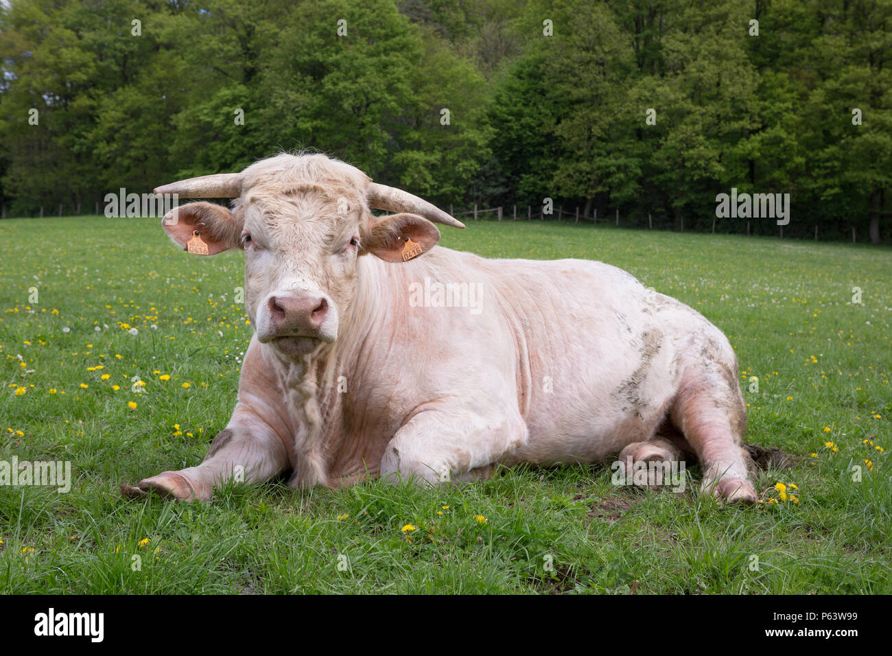 Ruminating Cow High Resolution Stock Photography and Images - Alamy