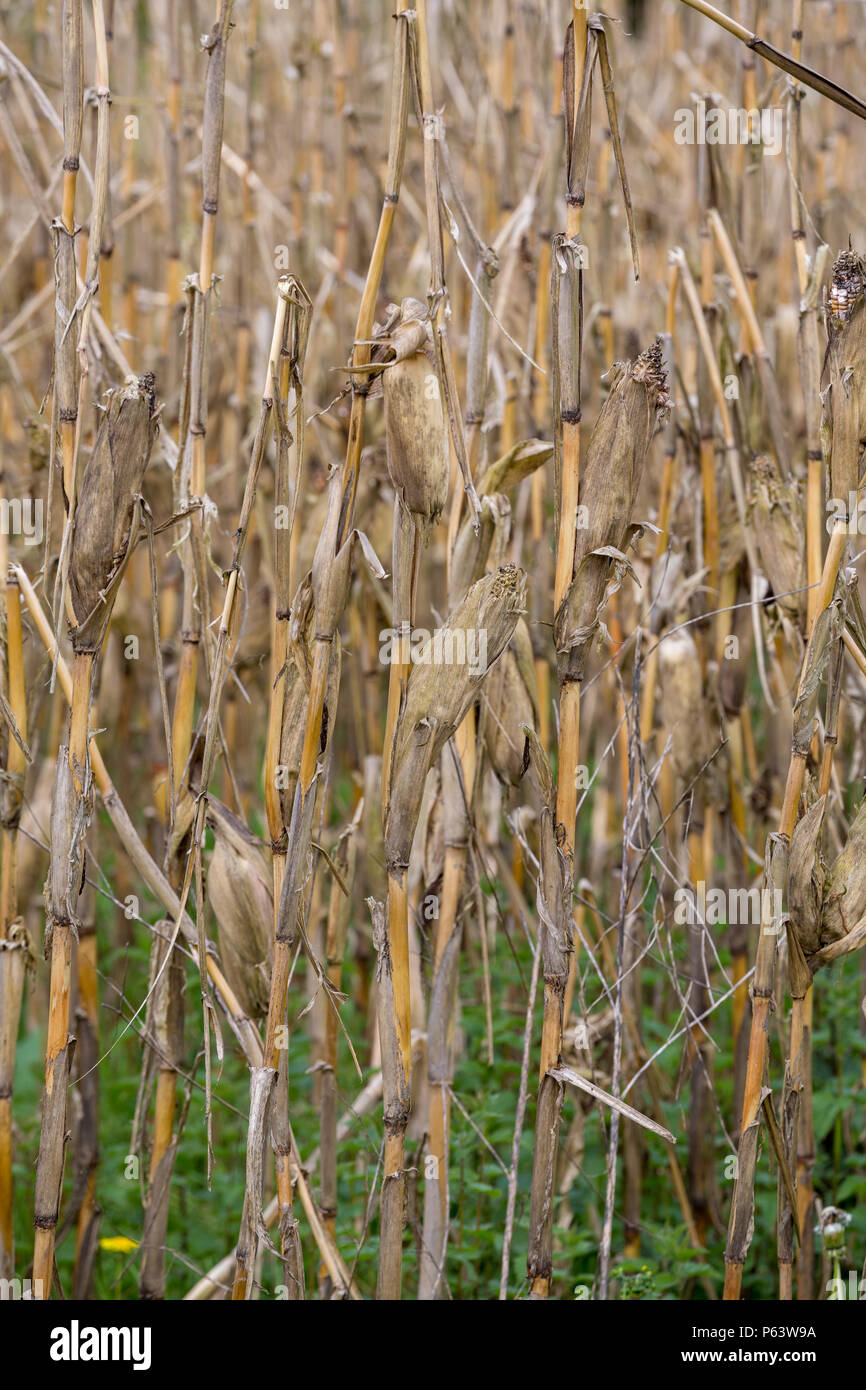 Dead dried corn plants in a field that has suffered long drought ...