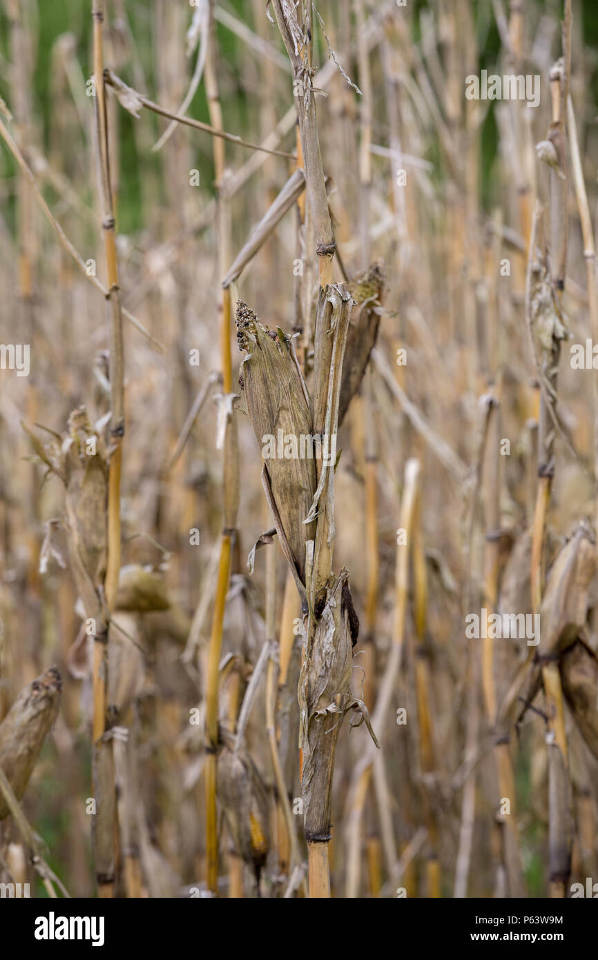 Dead Plants High Resolution Stock Photography and Images - Alamy