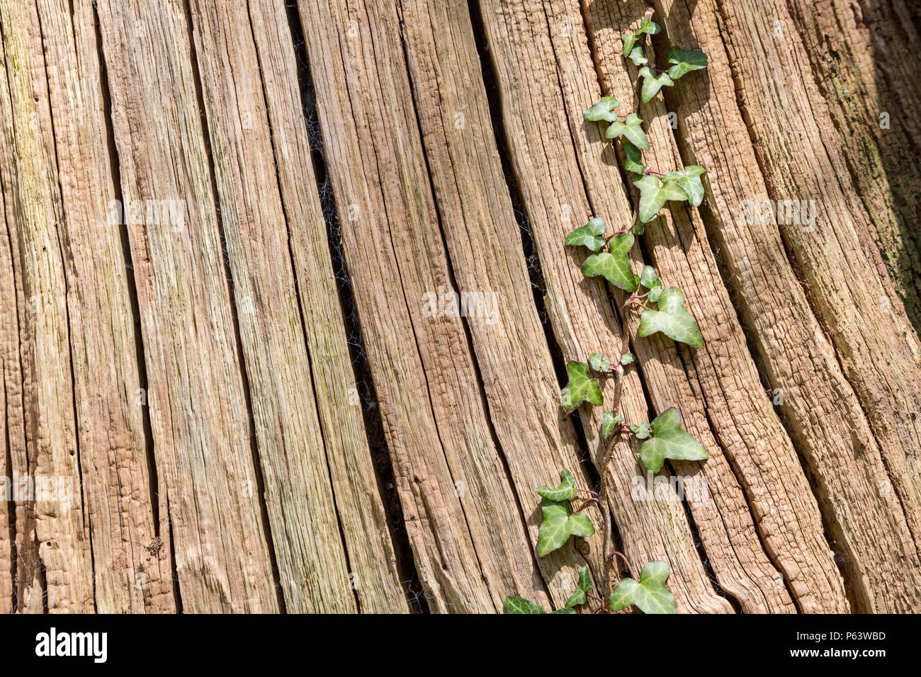 Natural background: Dry tree stem with Common Ivy growing on it Stock ...
