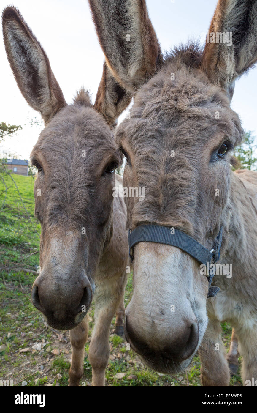 Donkeys head hi-res stock photography and images - Alamy