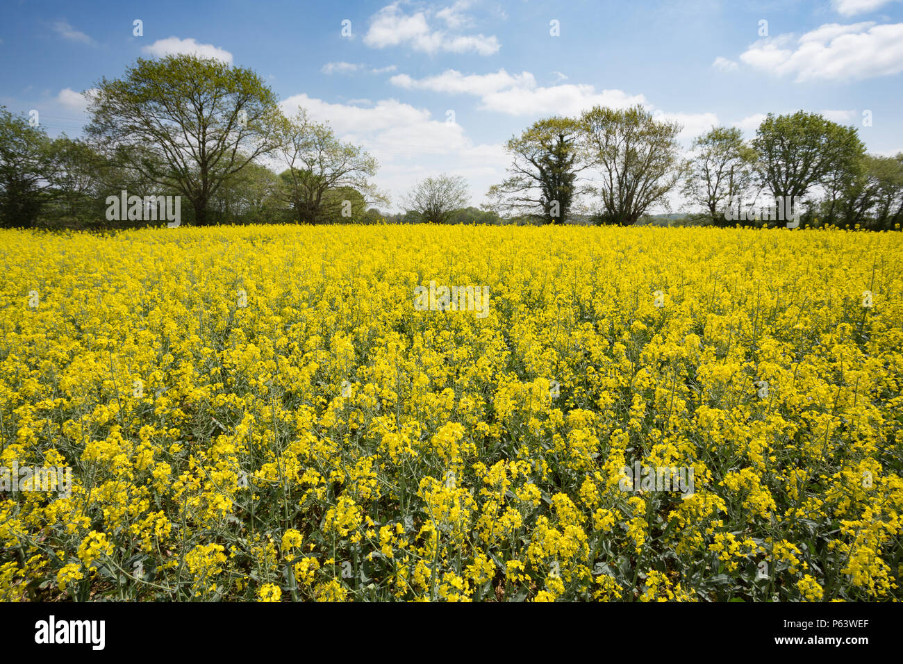 Flowering Rapeseed (Brassica napus) field with trees in the background ...
