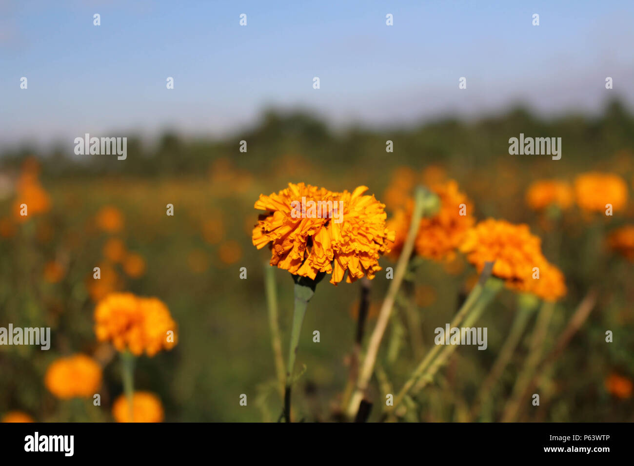 Marigold bali orange hi-res stock photography and images - Alamy