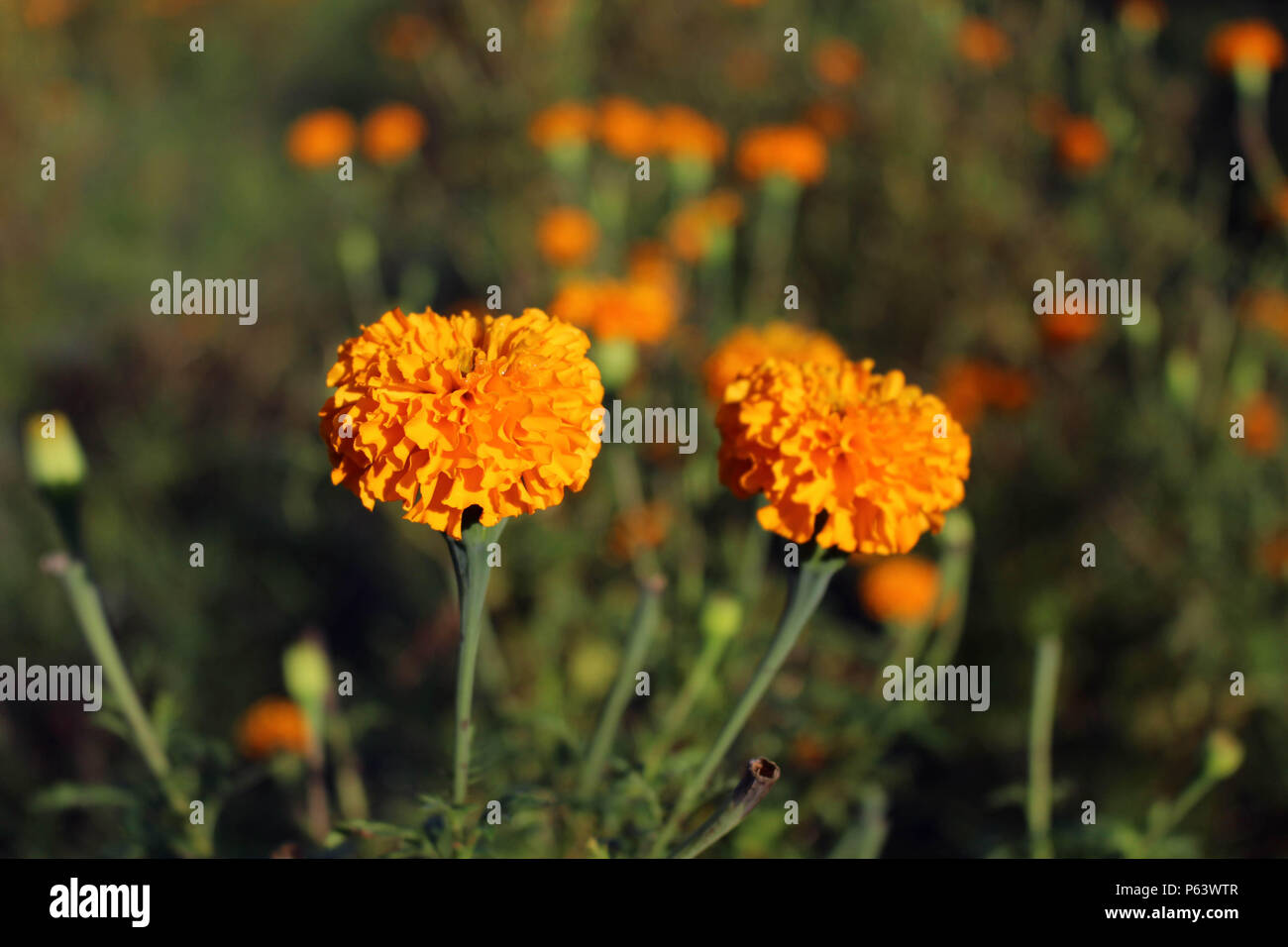 Marigold bali orange hi-res stock photography and images - Alamy