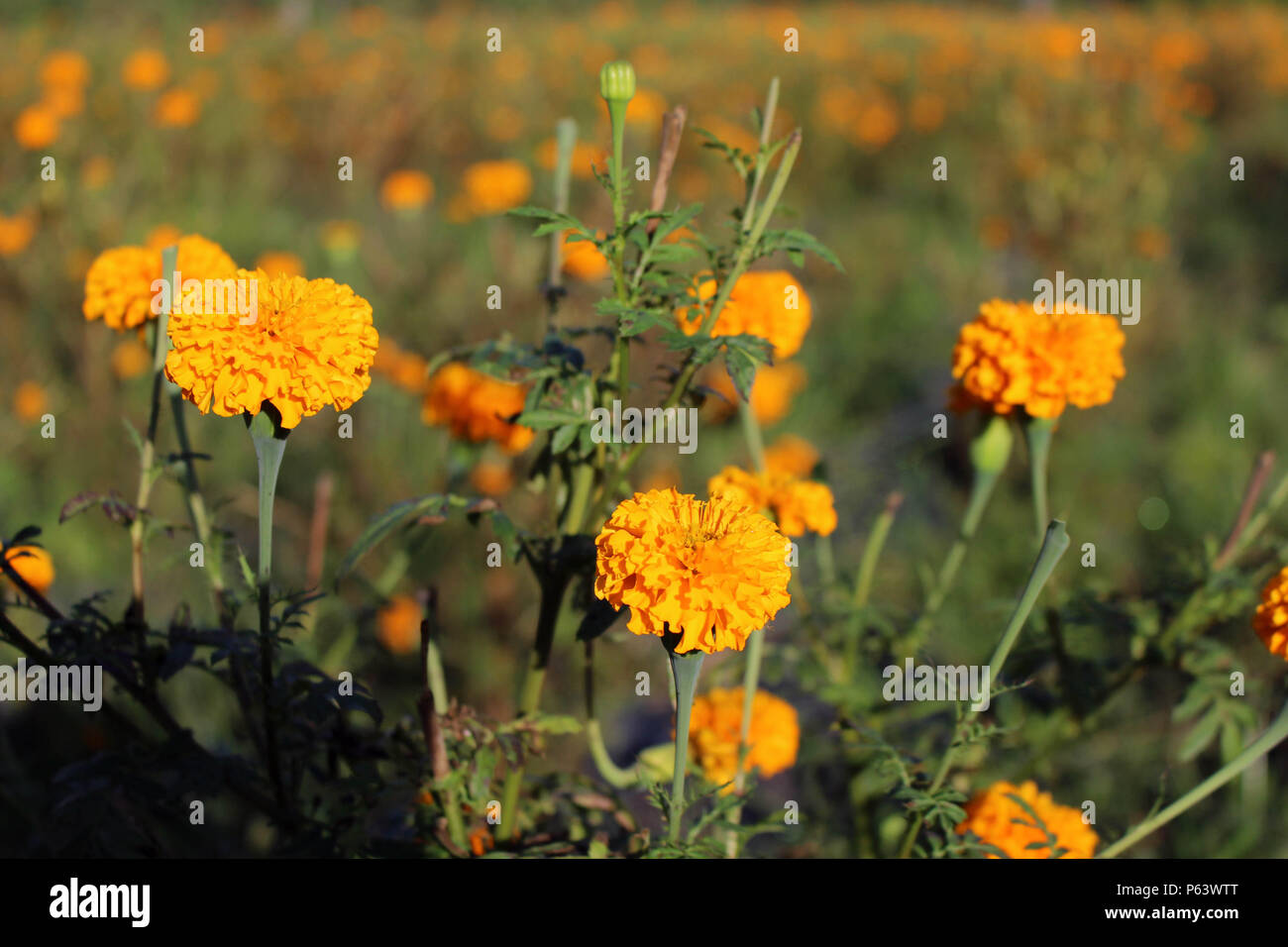 Marigold bali orange hi-res stock photography and images - Alamy