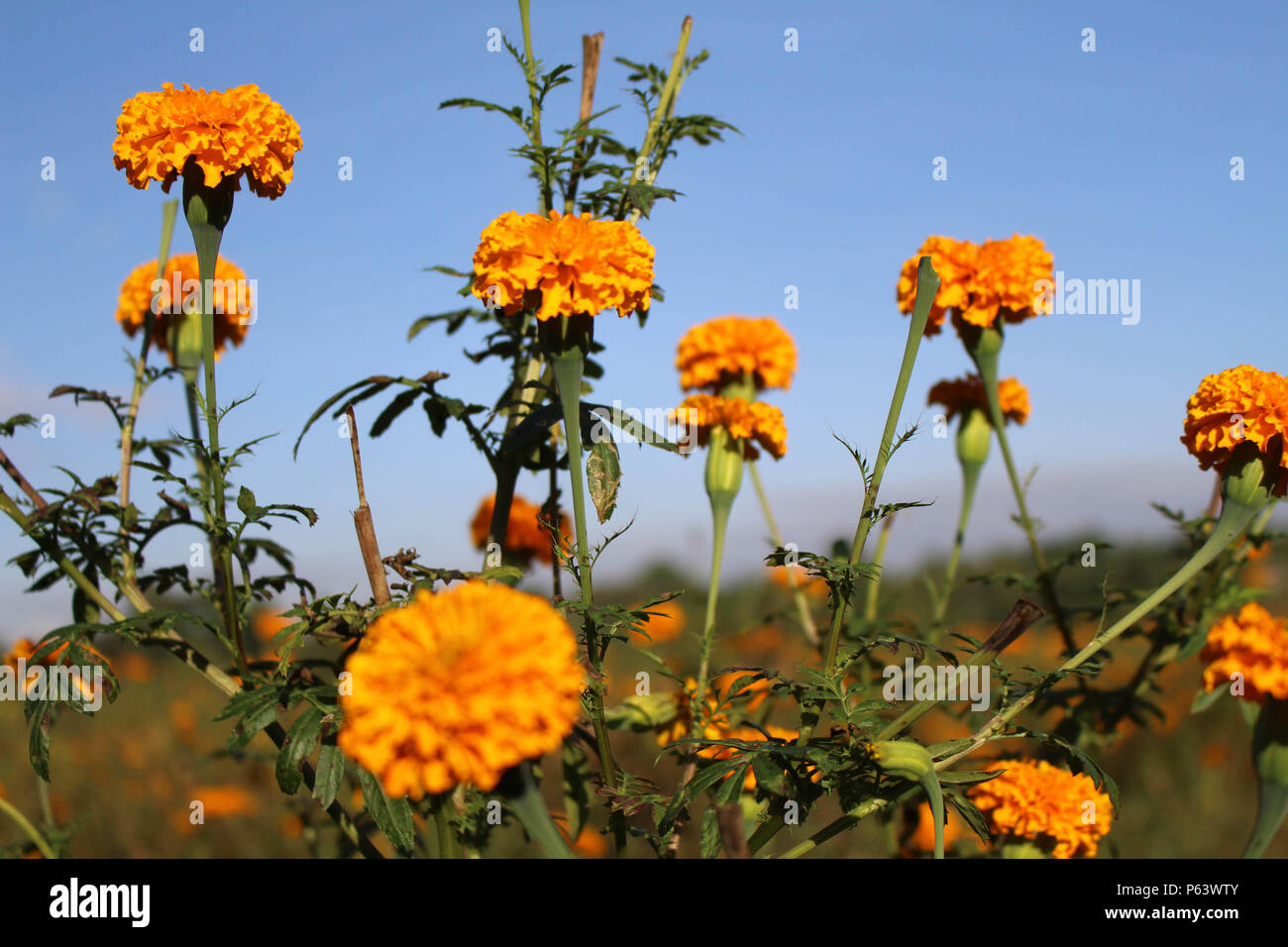 Marigold bali orange hi-res stock photography and images - Alamy