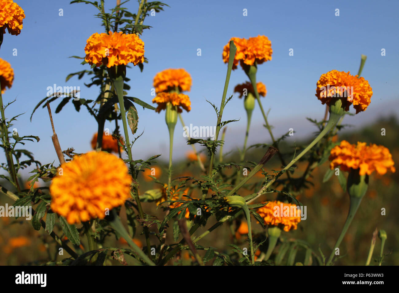 Marigold bali orange hi-res stock photography and images - Alamy