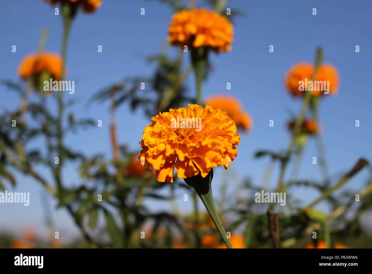Marigold bali orange hi-res stock photography and images - Alamy
