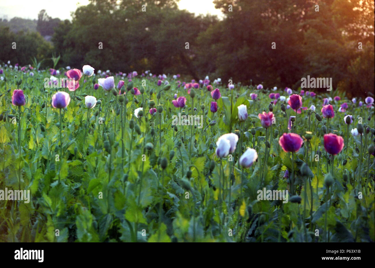 Purple poppy field hi-res stock photography and images - Alamy