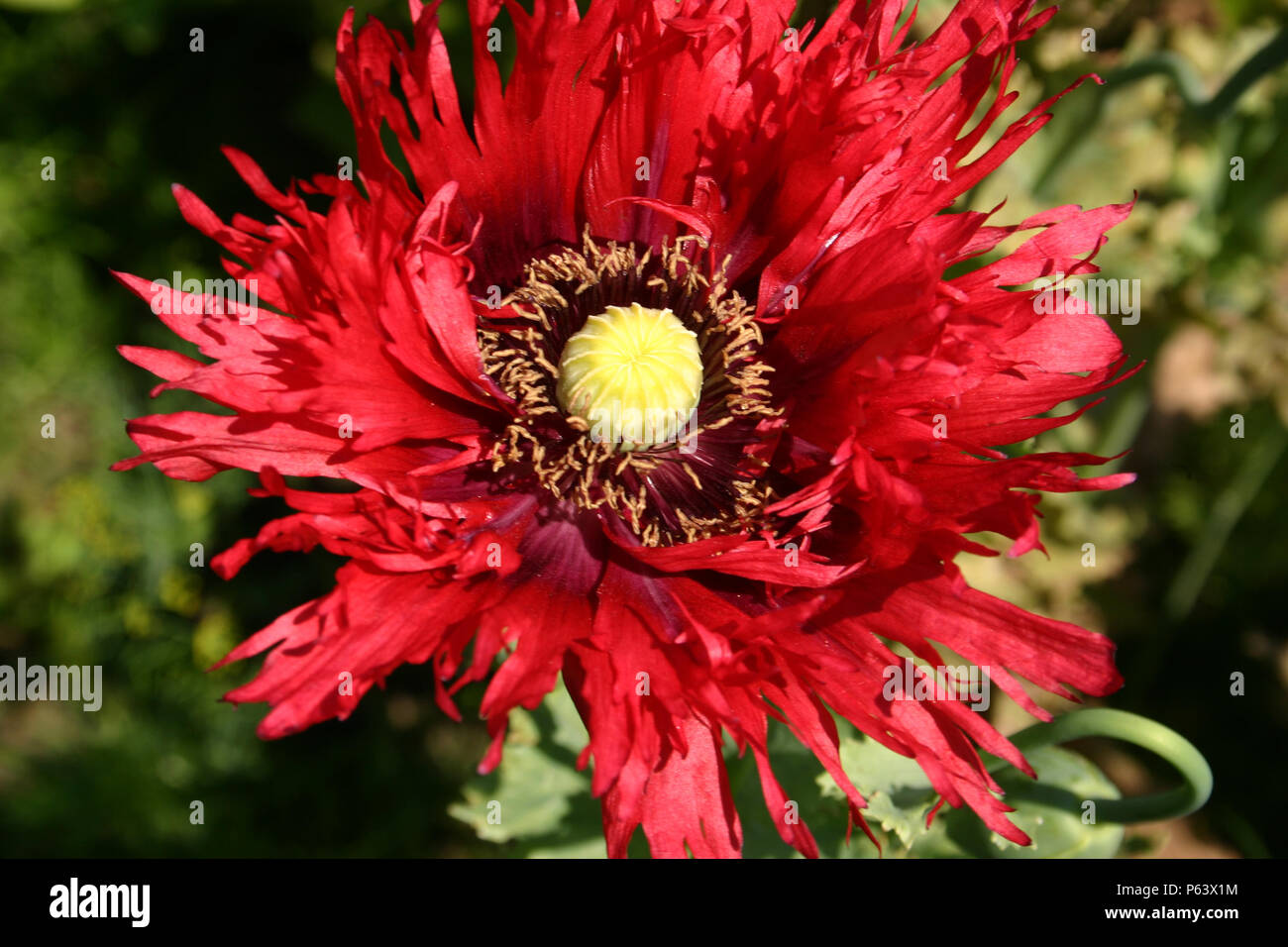Red peony poppies hi-res stock photography and images - Alamy