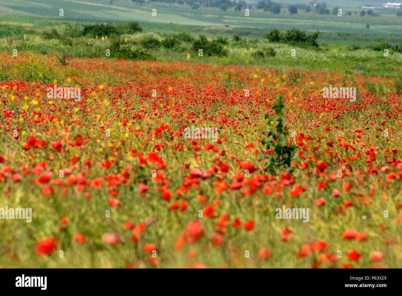 Vibrant poppy field in Romania Stock Photo - Alamy