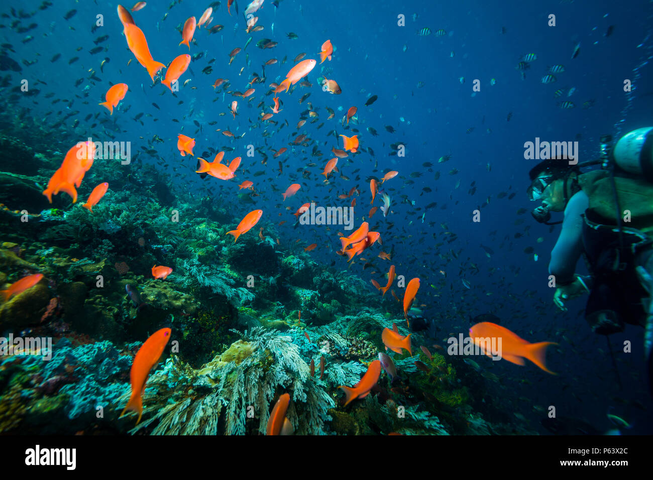 Fish in a reef of Komodo park Stock Photo - Alamy