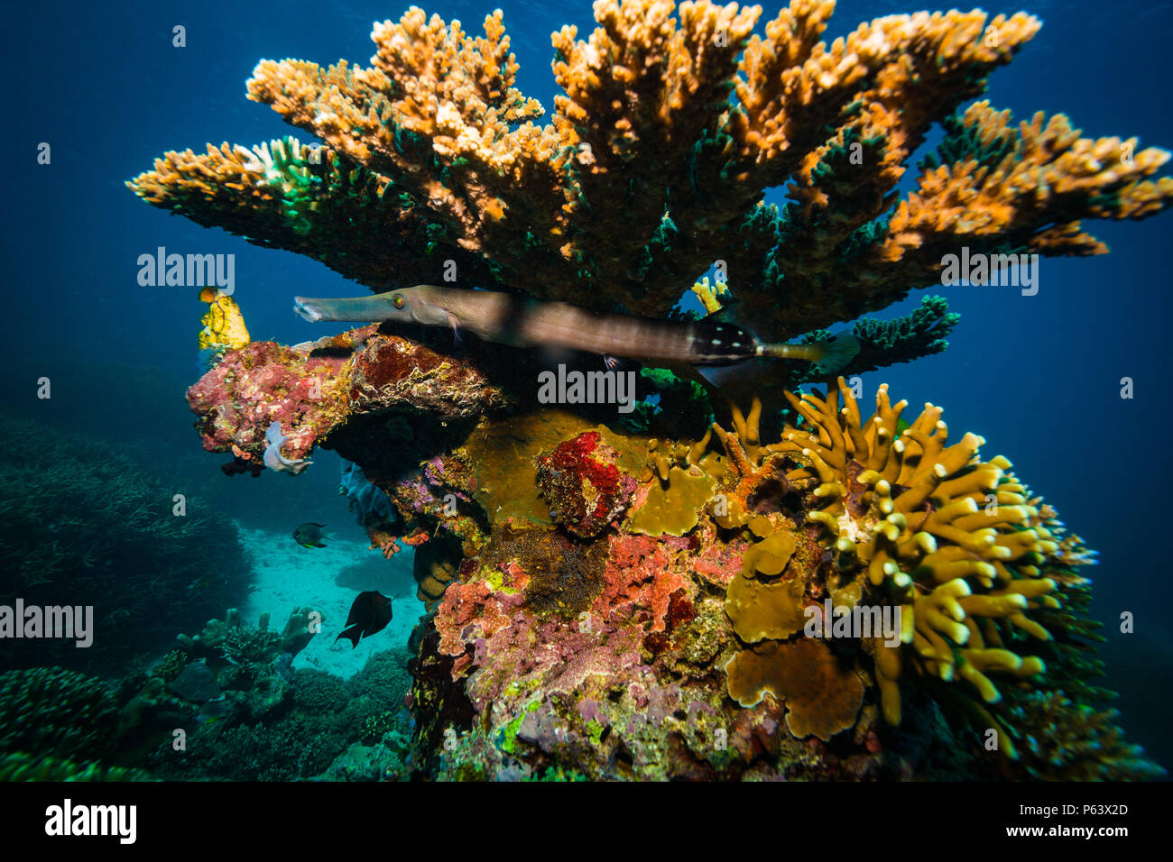 PIpe fish in Komodo reef Stock Photo - Alamy