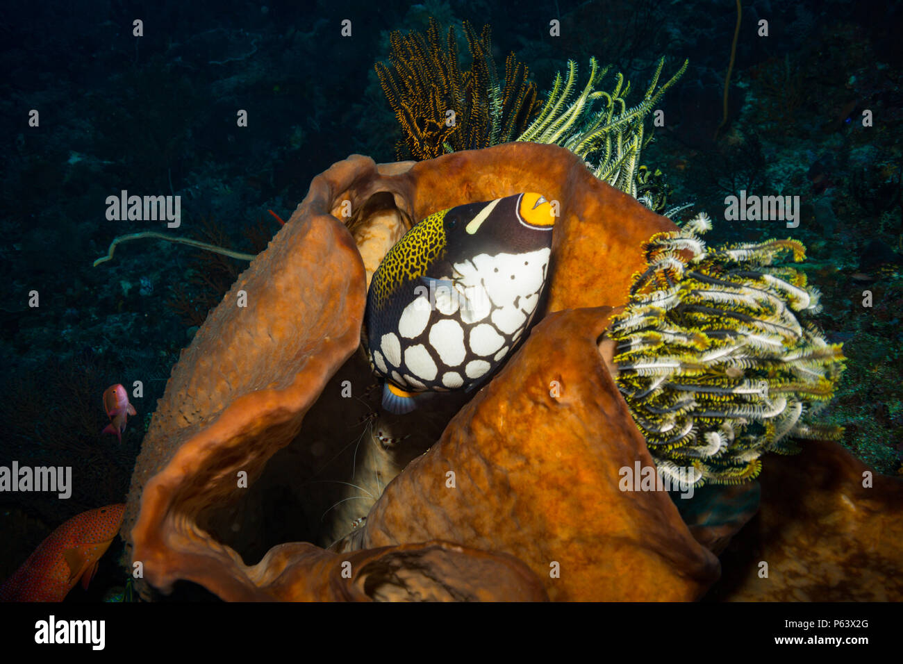 Trigger fish in Komodo reef Stock Photo - Alamy