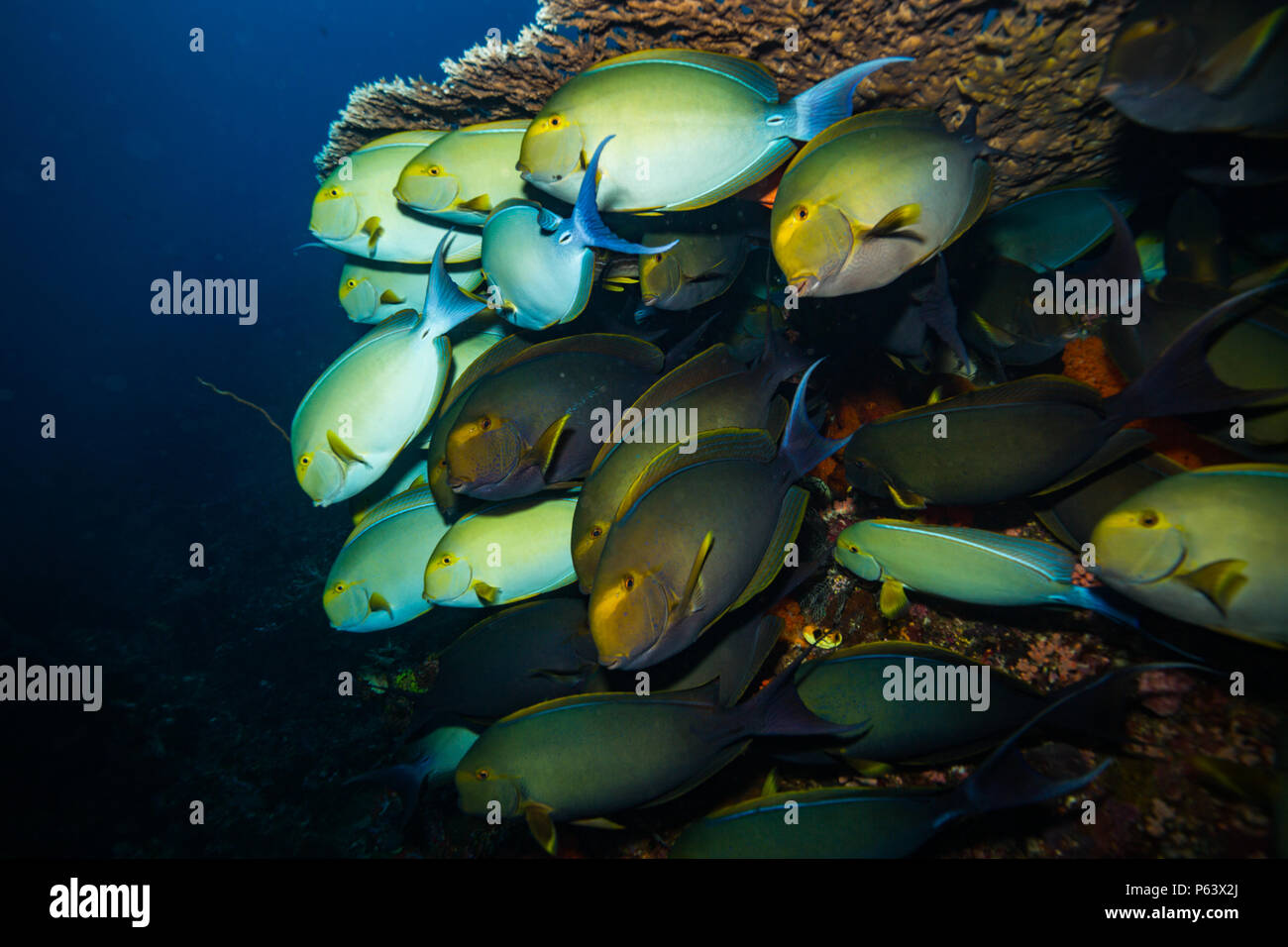 Fish in a reef of Komodo park Stock Photo - Alamy