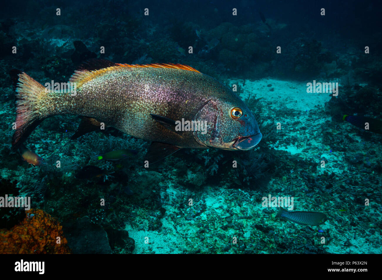Fish in a reef of Komodo park Stock Photo - Alamy