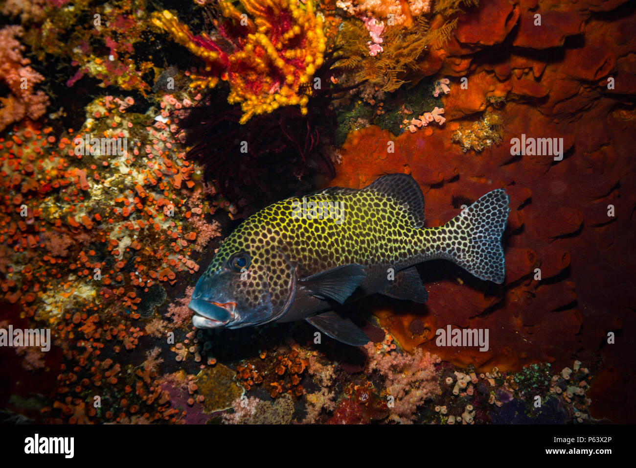 Fish in a reef of Komodo park Stock Photo - Alamy