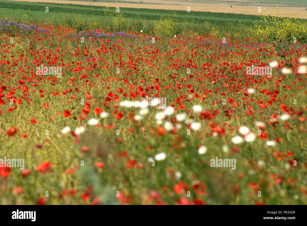 Vibrant poppy field in Romania Stock Photo - Alamy