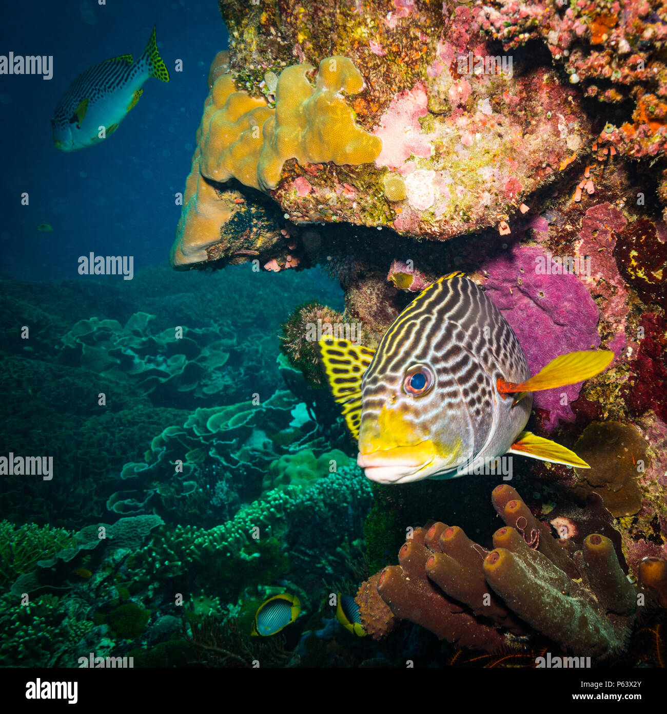 Fish in a reef of Komodo park Stock Photo - Alamy