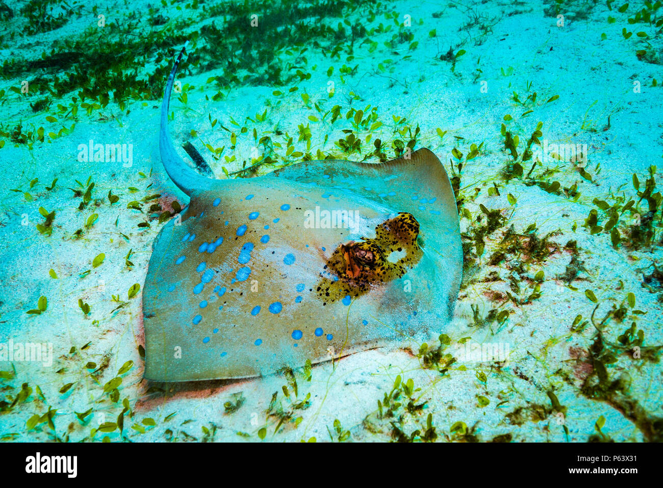 Stingray in a reef of Komodo park Stock Photo - Alamy