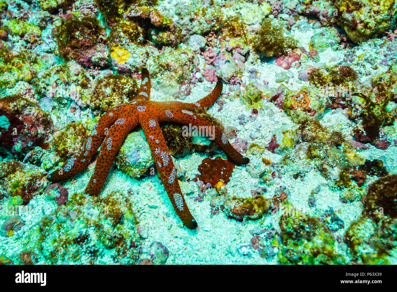 Fish in a reef of Komodo park Stock Photo - Alamy