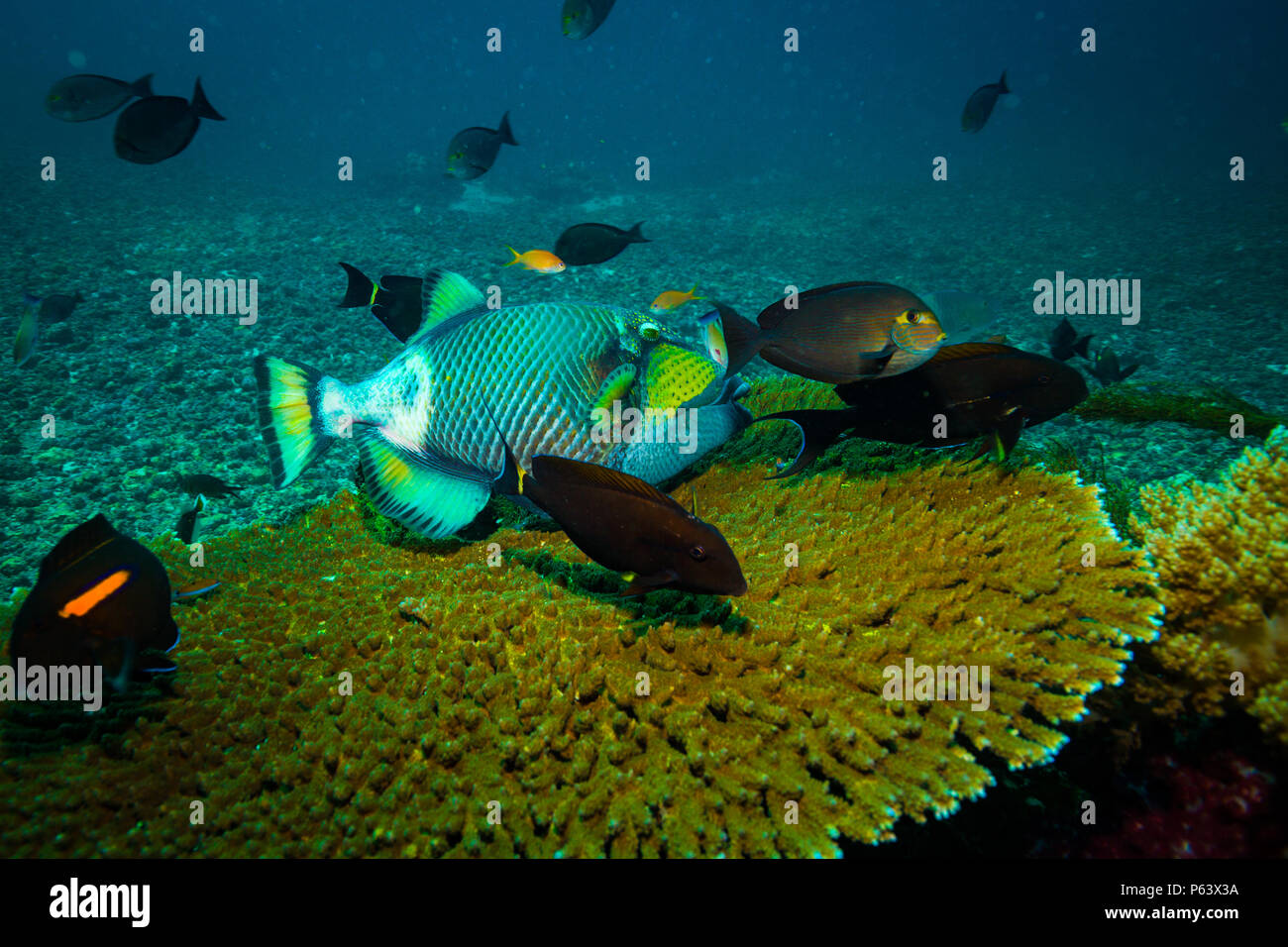 Trigger fin hi-res stock photography and images - Alamy