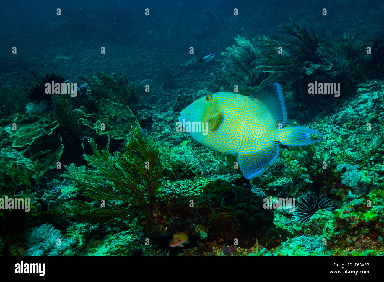 Trigger fish in Komodo reef Stock Photo - Alamy