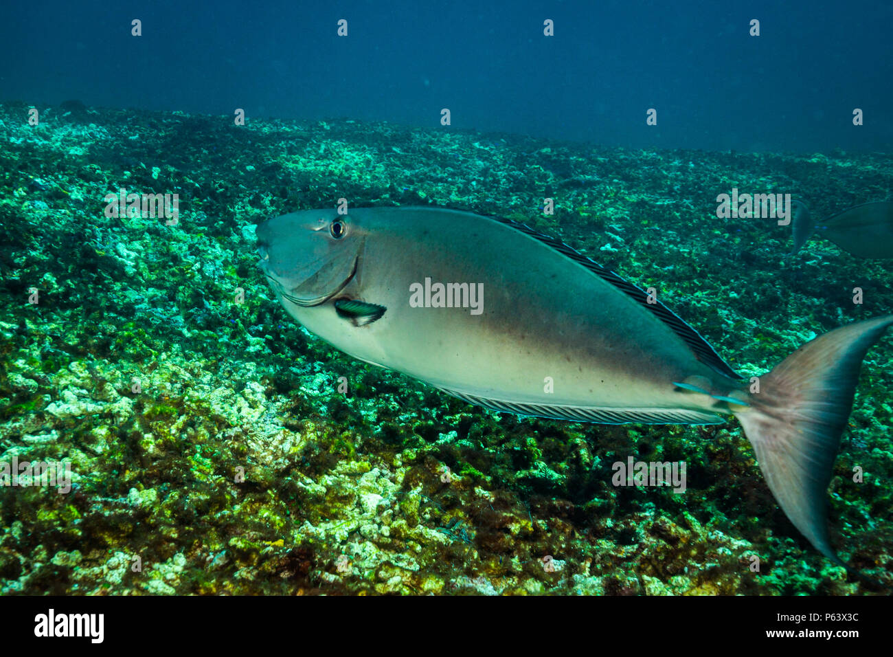 Fish in a reef of Komodo park Stock Photo - Alamy
