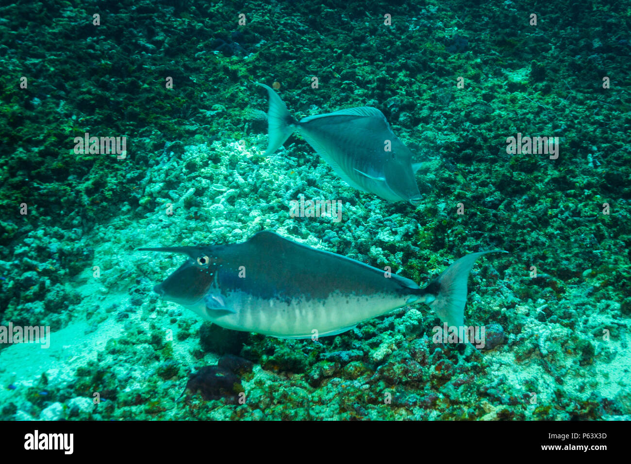 Fish in a reef of Komodo park Stock Photo - Alamy
