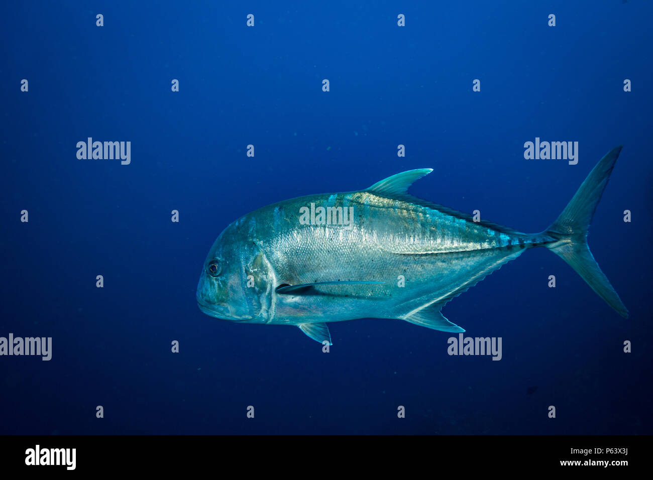 Fish in a reef of Komodo park Stock Photo - Alamy