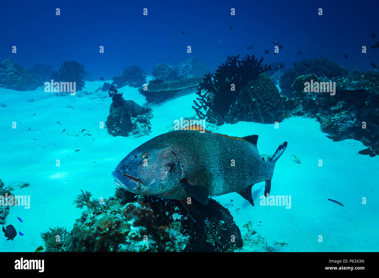 Fish in a reef of Komodo park Stock Photo - Alamy